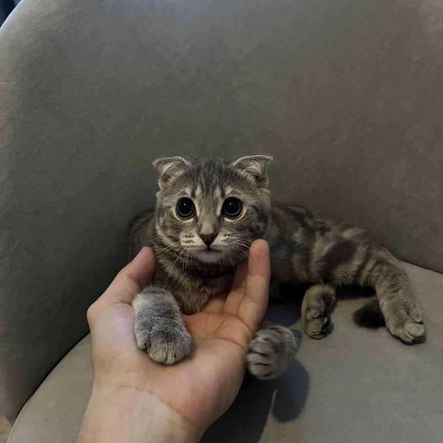 Британский короткошёрстный котёнок