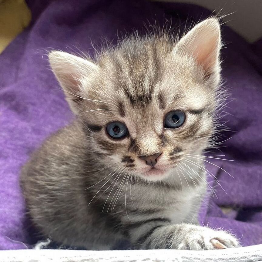 Сиамский котёнок