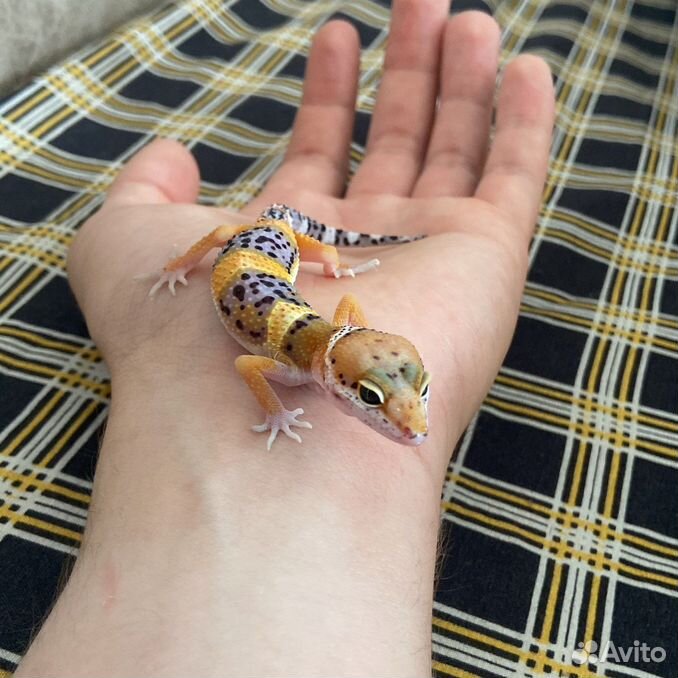 Эублефар самец