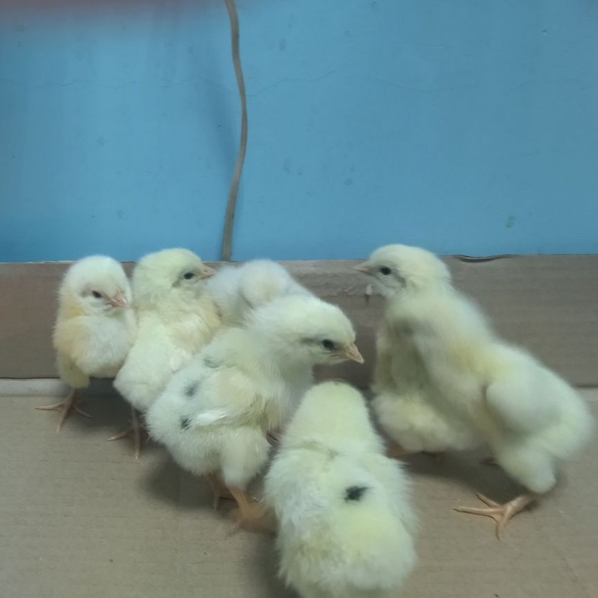 Цыплята суточные несушки вчера вывелись