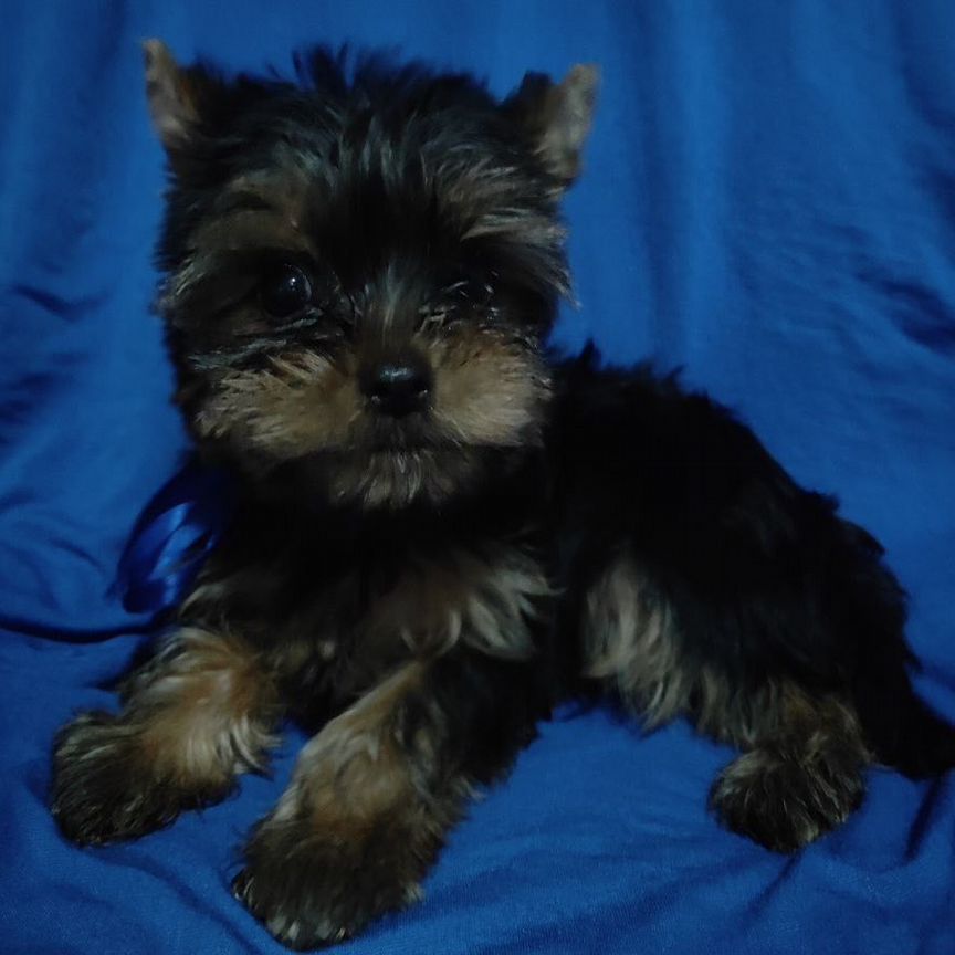 Йоркширский терьер, щенок