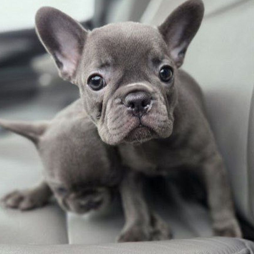 Французский бульдог, щенок