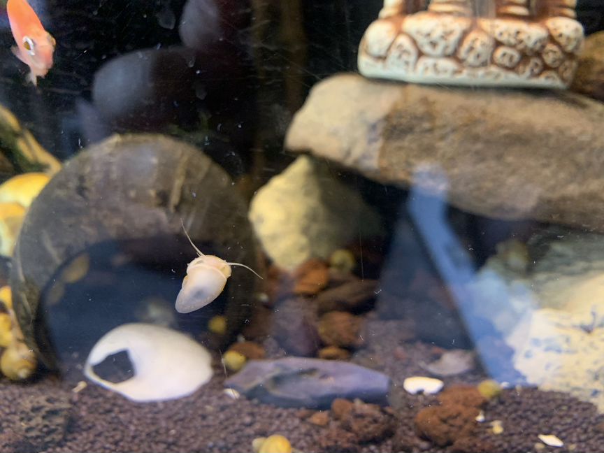 Улитки ампулярии