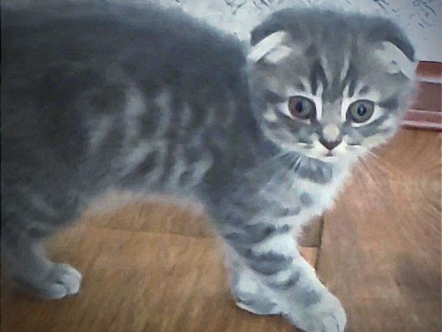 Голубая вислоухая кошечка