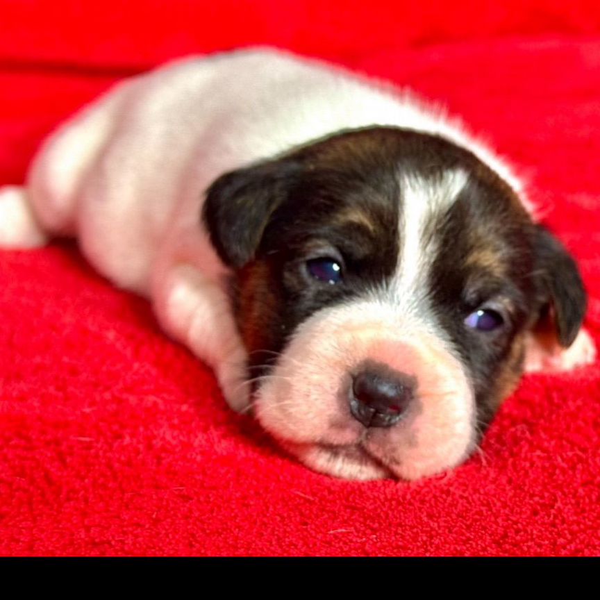 Джек-рассел-терьер, щенок