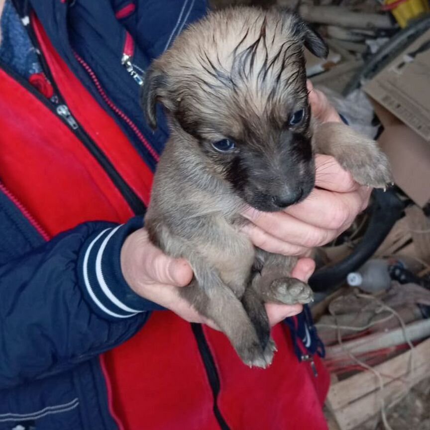 Щеноки мальчики и девочки 1 месяц