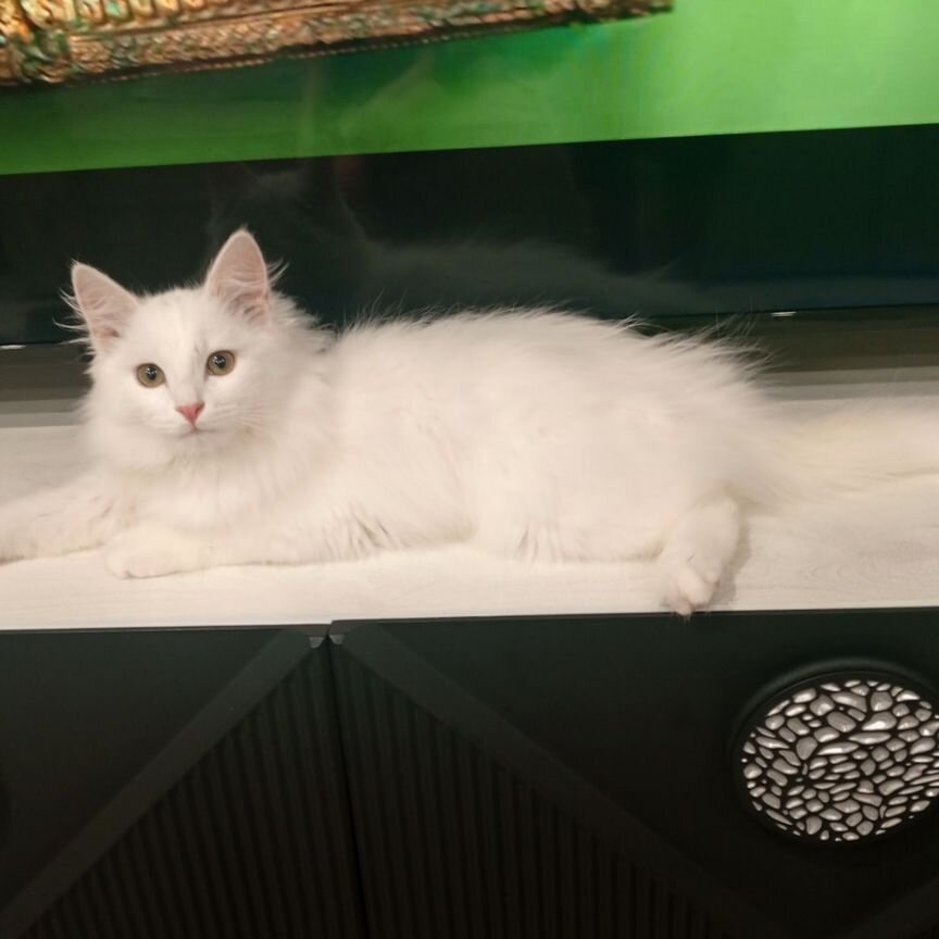 Турецкая ангора котёнок