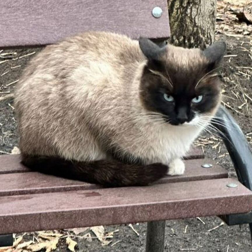 Сиамский кот, взрослый