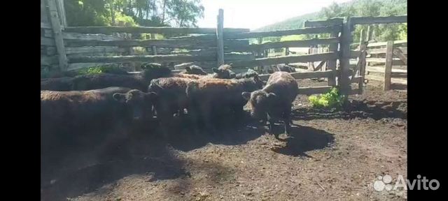 Бычки мясные