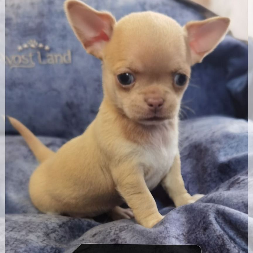 Чихуахуа, щенок