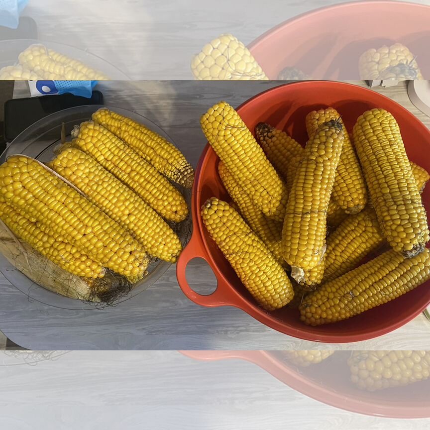 Кукуруза для животных
