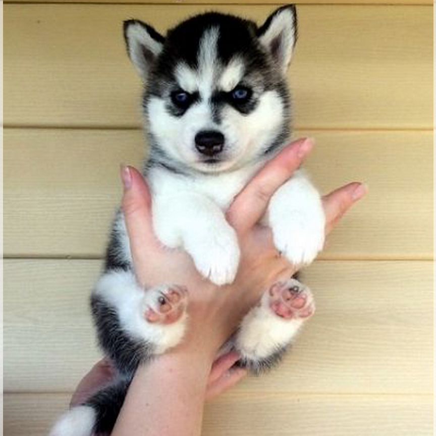 Большой выбор породистых щенков хаски