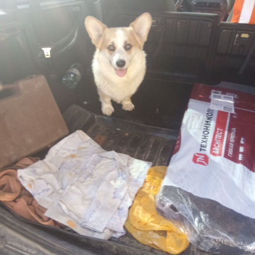 Вельш-корги вязка