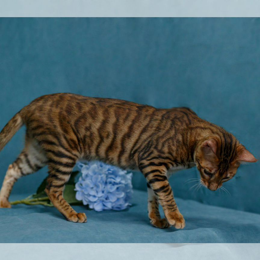 Тойгер котёнок