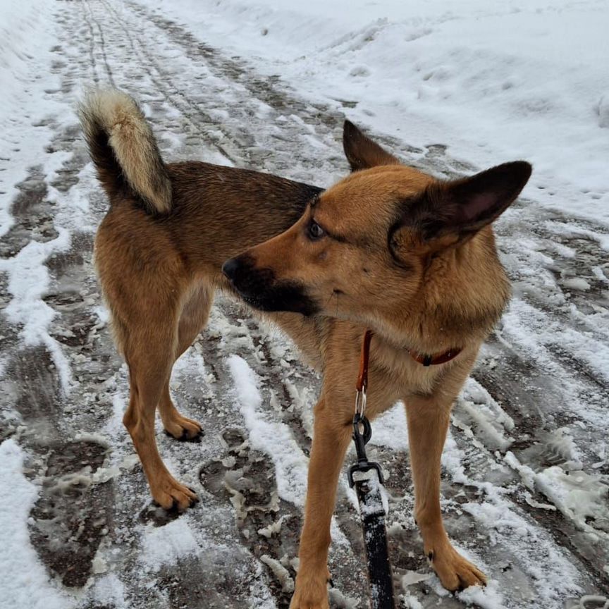 Собака ищет дом