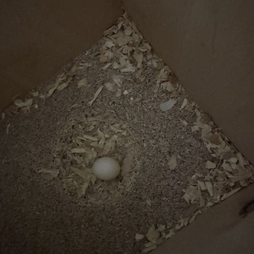 Выставочный попугай чех