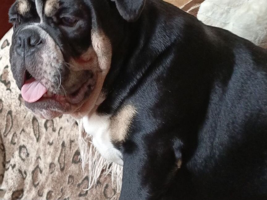 Английский бульдог