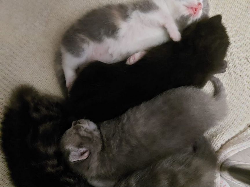 Курильский бобтейл