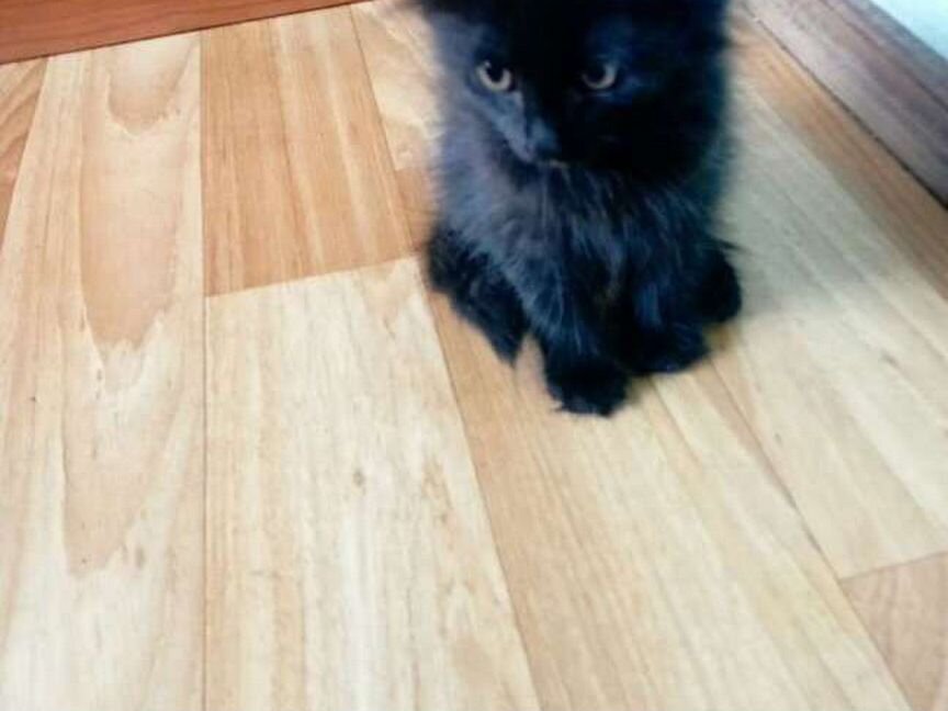 Кошка в дар бесплатно