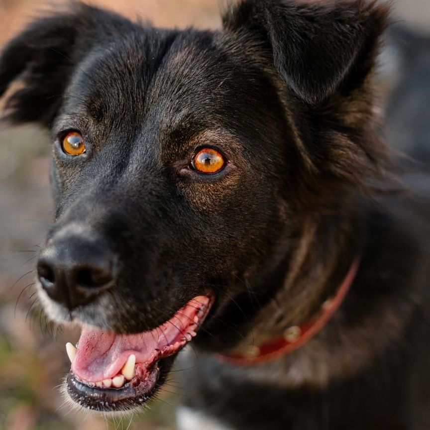 Очень красивая, некрупная собачка Марта