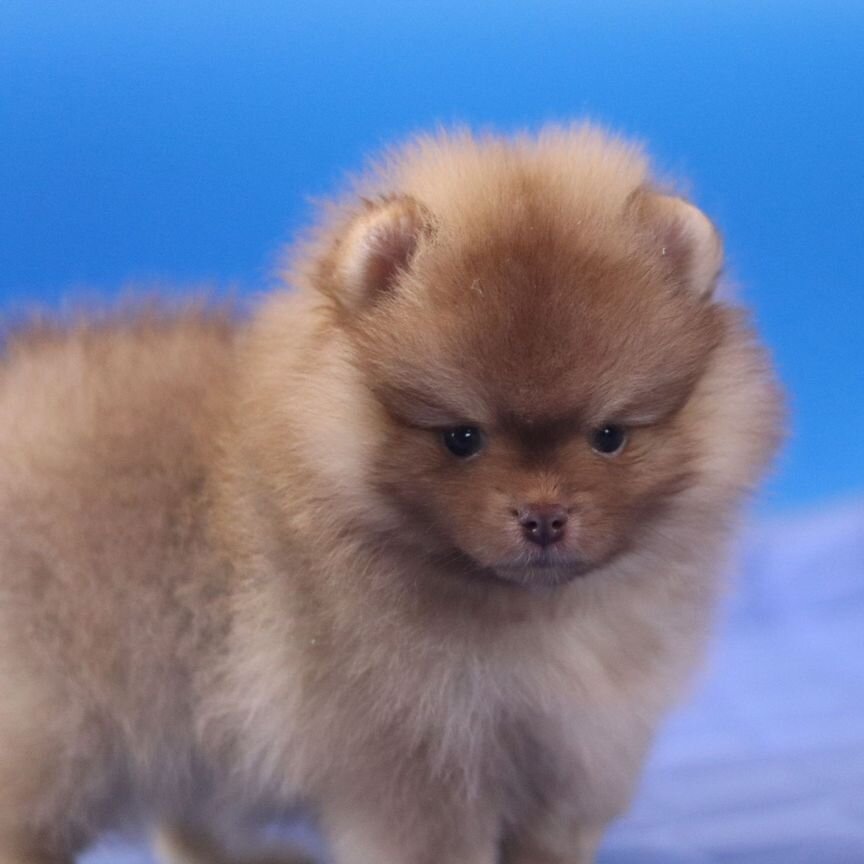 Сладенькая Булочка