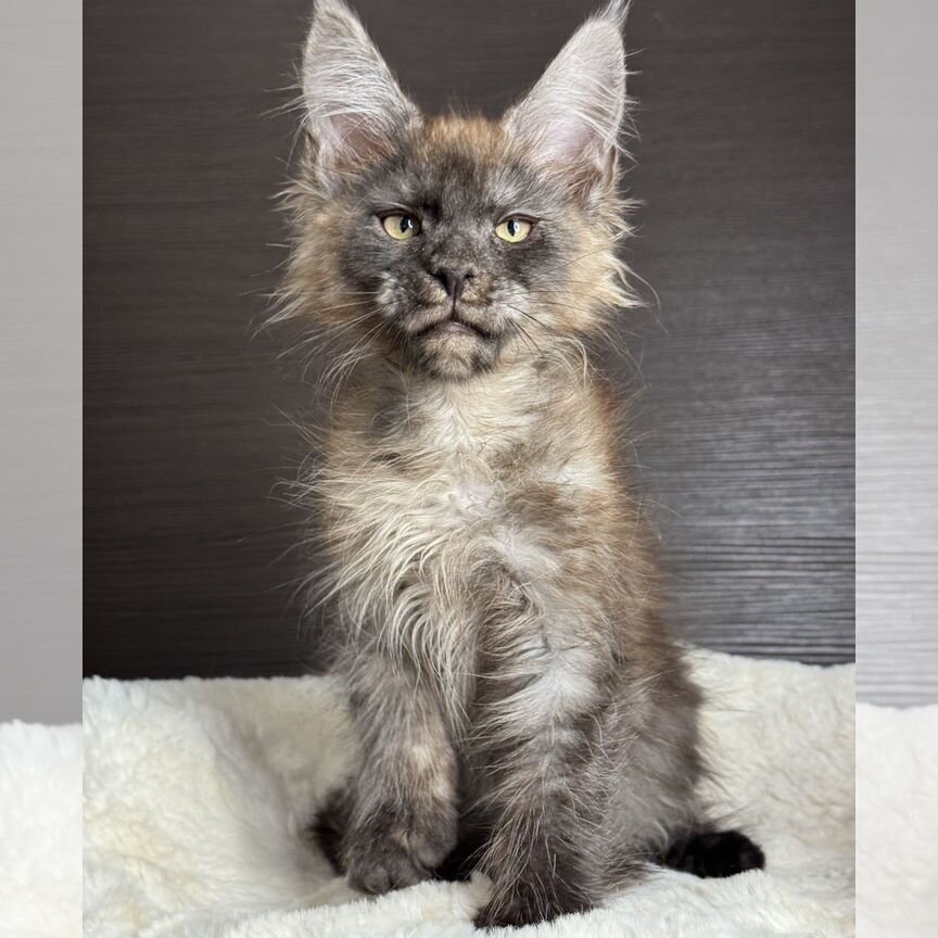 Мейн-кун котёнок