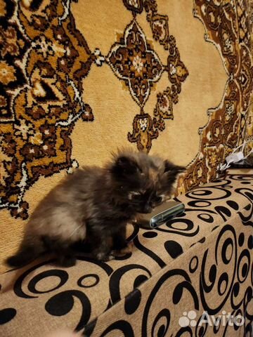 Котенок богатка девочка в дар