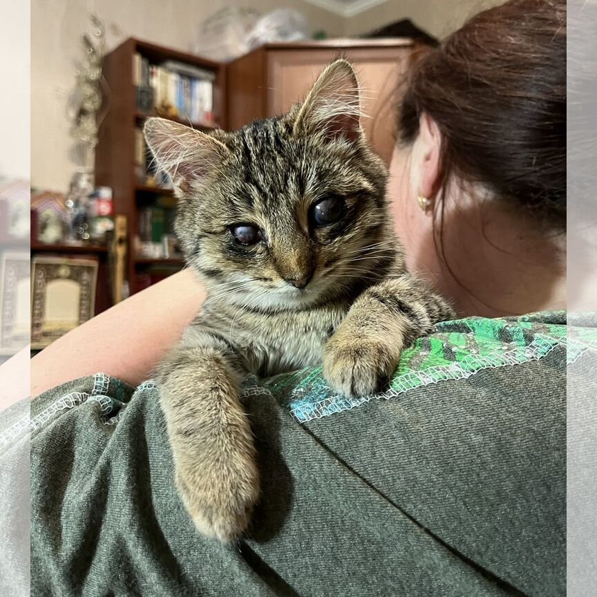 Котёнок в добрые руки