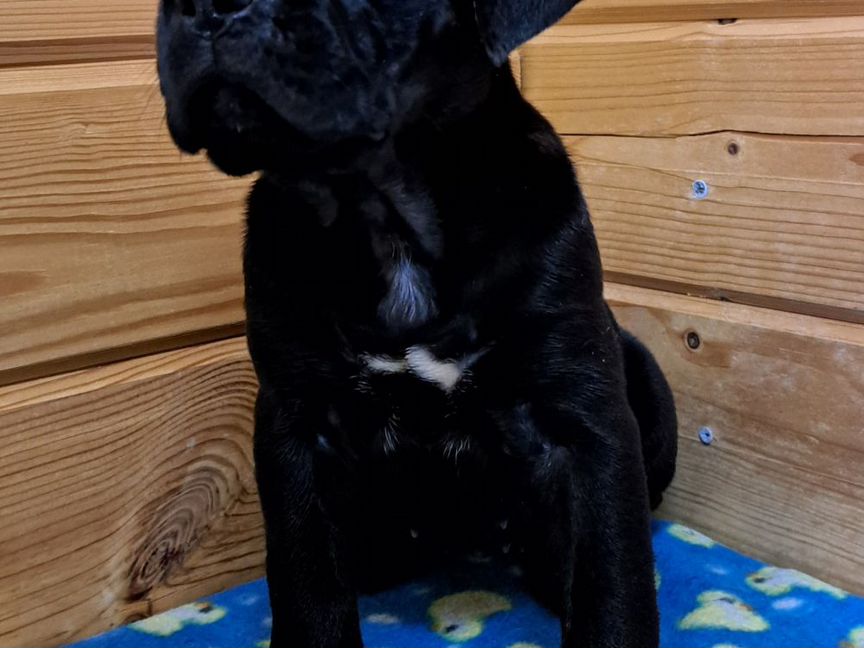 Клубная чёрная девочка