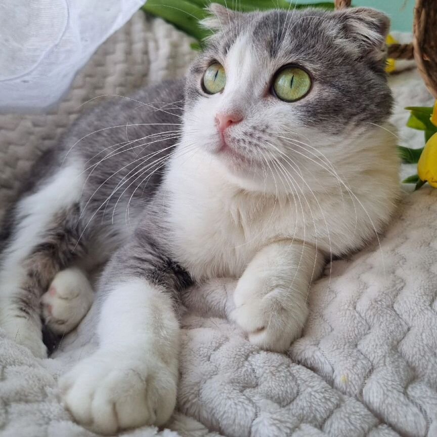 Вислоухая кошка Лея 2 года