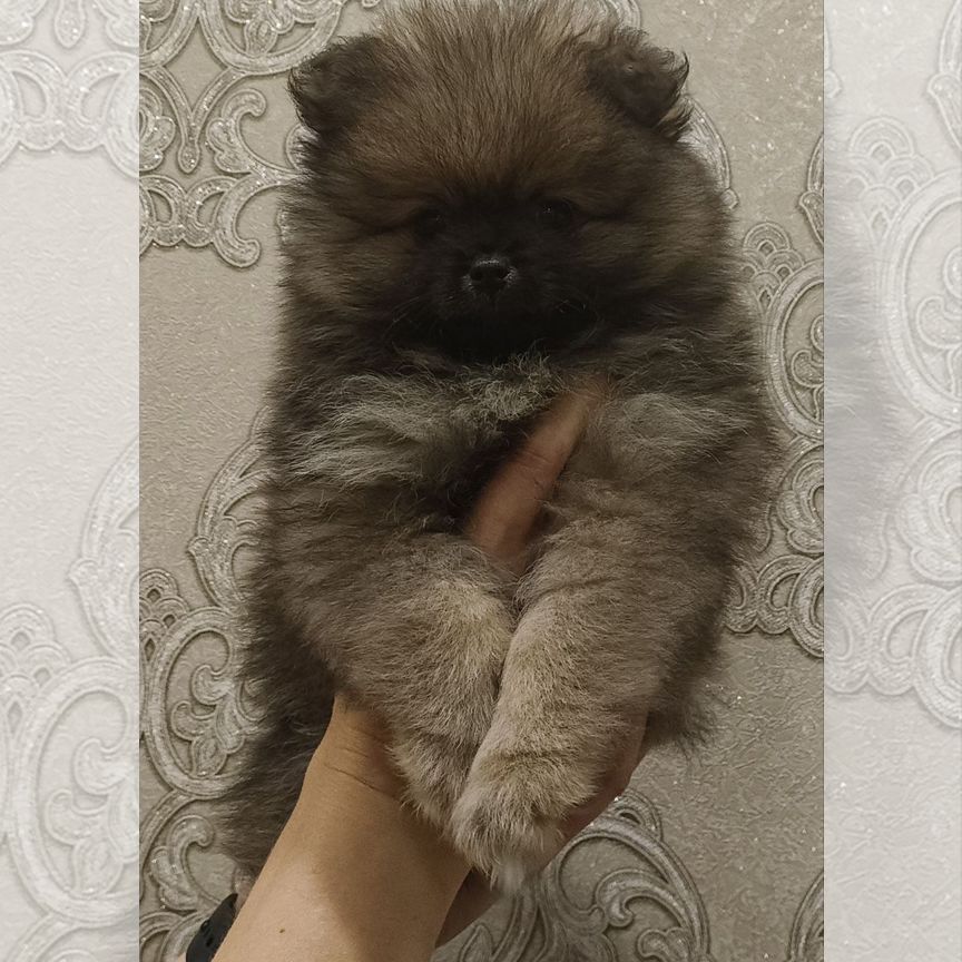 Щенки шпицули