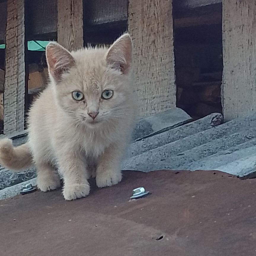 Маленький рыжий котёнок