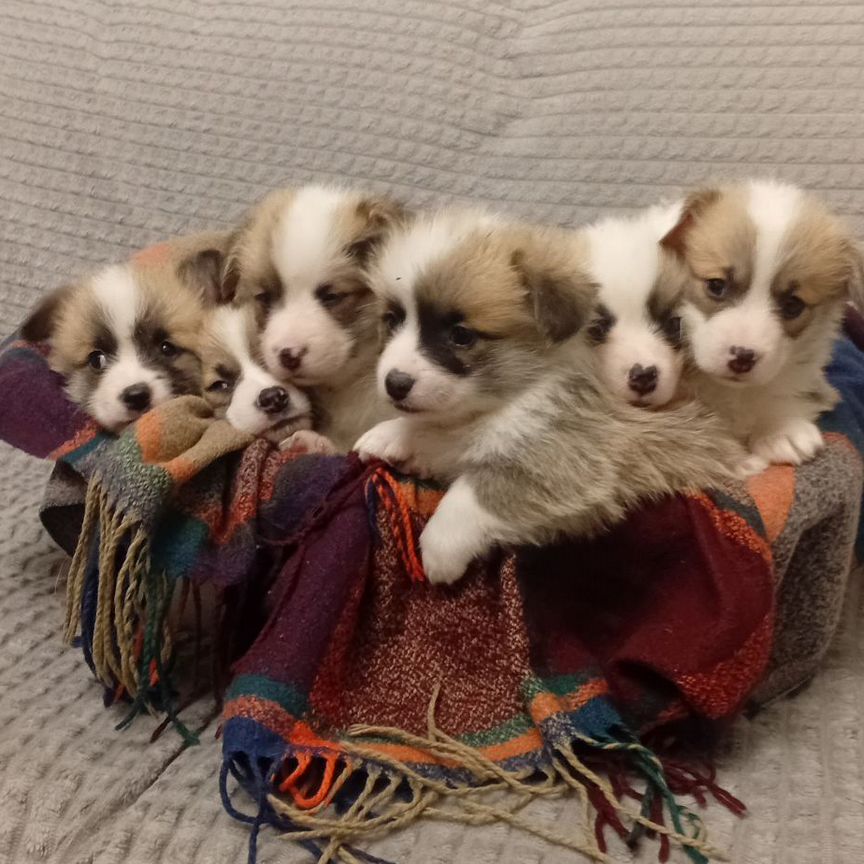 Вельш Корги Пемброк, щенок