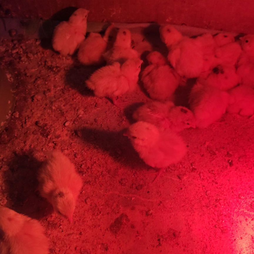 Цыпленок перепела