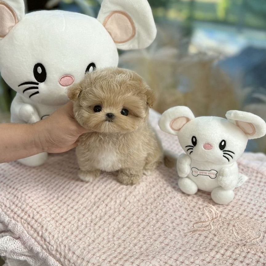 Мальтипу Микро из Кореи