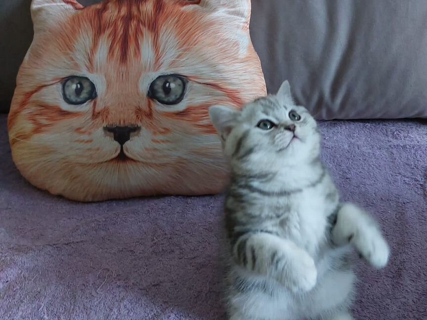 Шотландские плюшевые медвежата