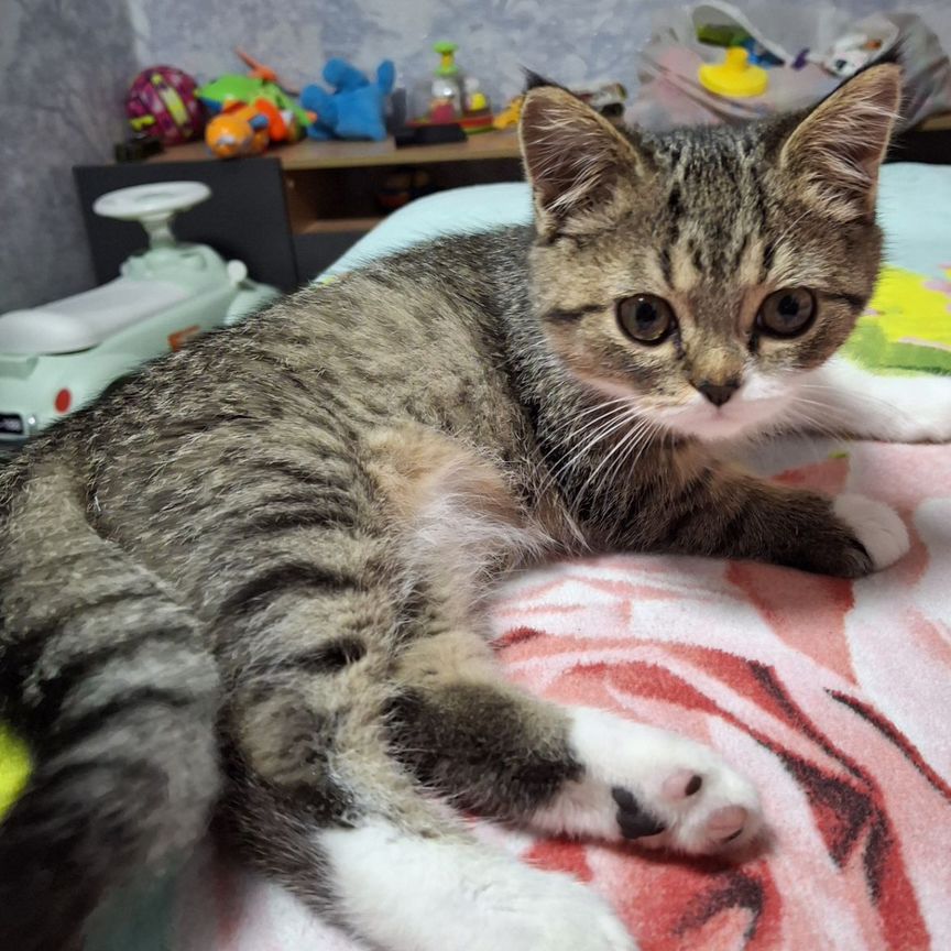 Шотландская прямоухая короткошёрстная, взрослая кошка