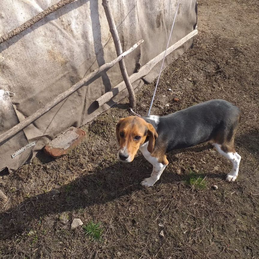 Эстонская гончая