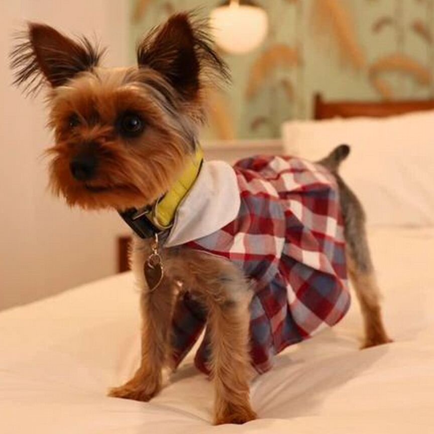 Йоркширский терьер, щенок