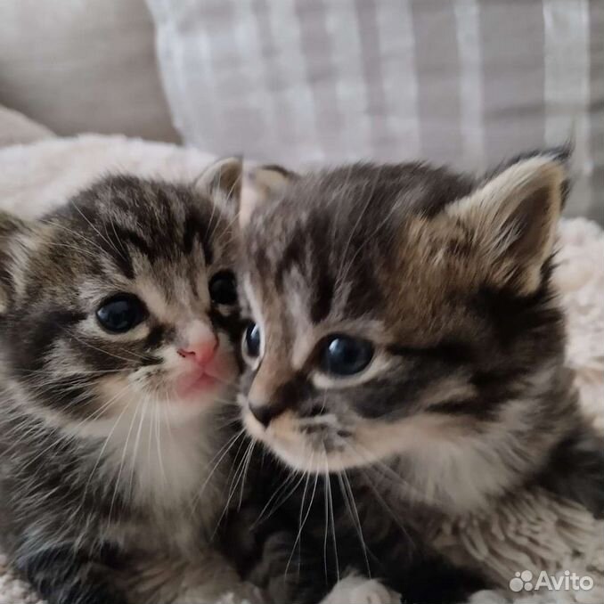Сладкие котятки в добрые руки