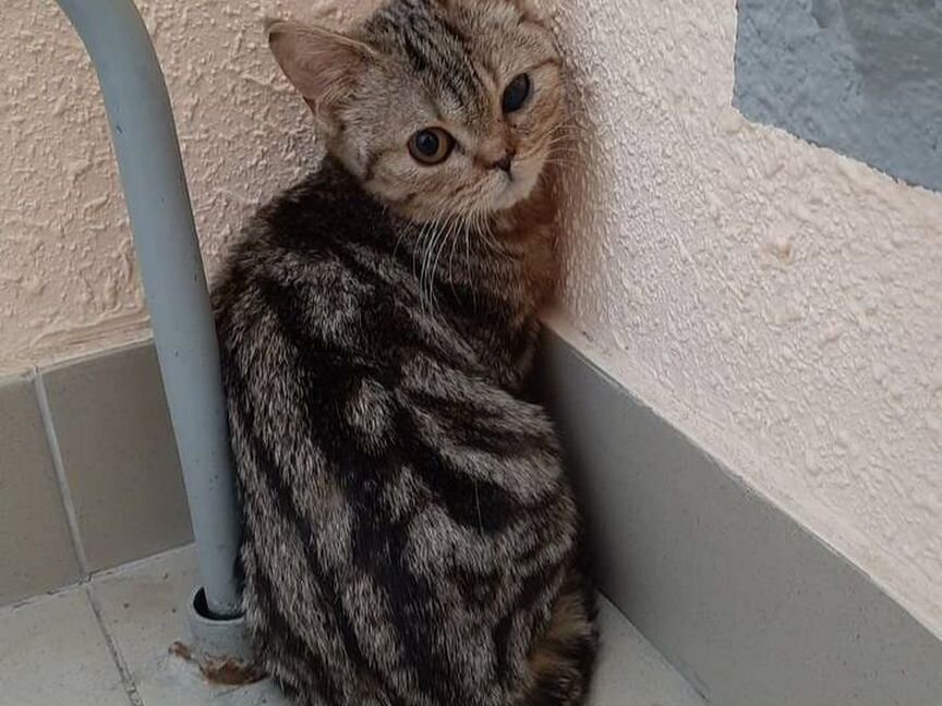 Шотландский котенок спасеныш