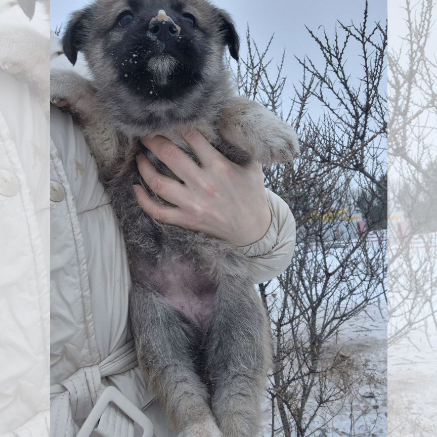 Щенок в добрые руки