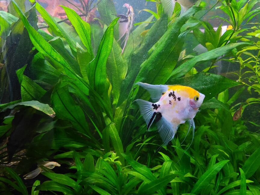 Эхинодорус