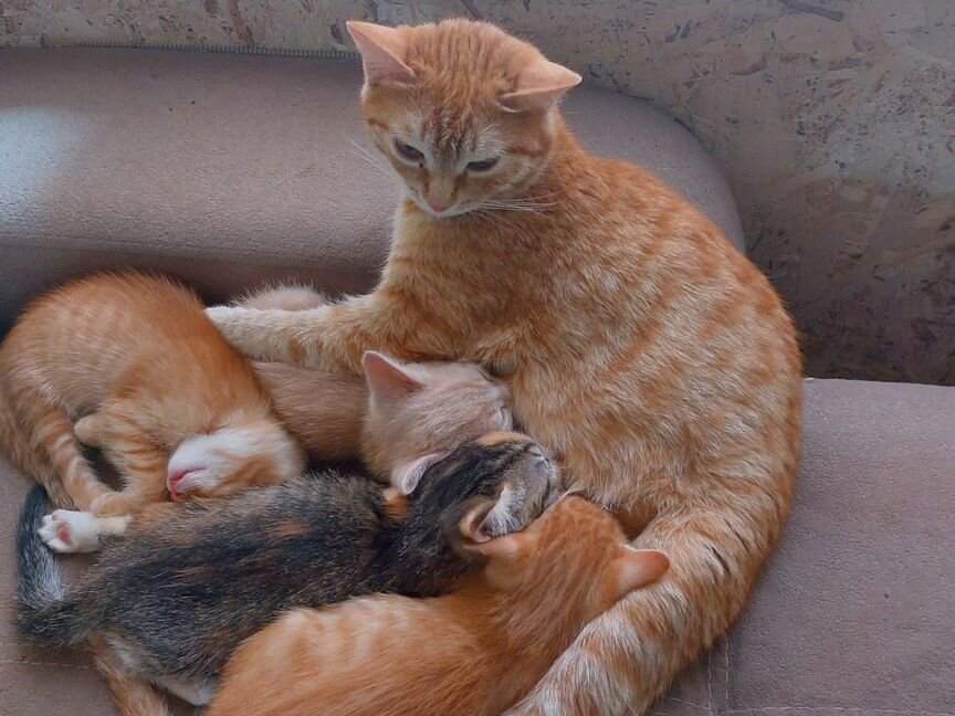 Котята в добрые руки