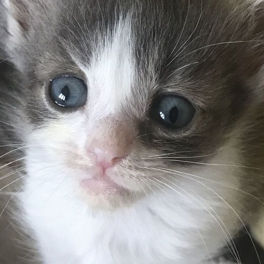 Котенок в добрые руки