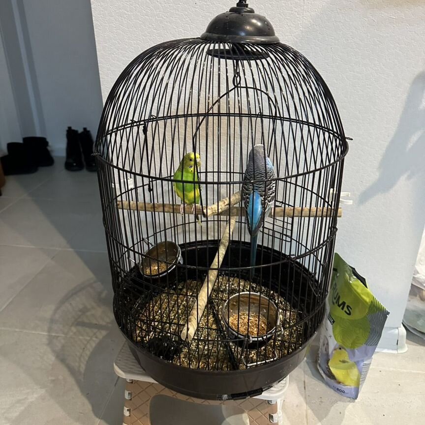 Волнистый попугай с клеткой