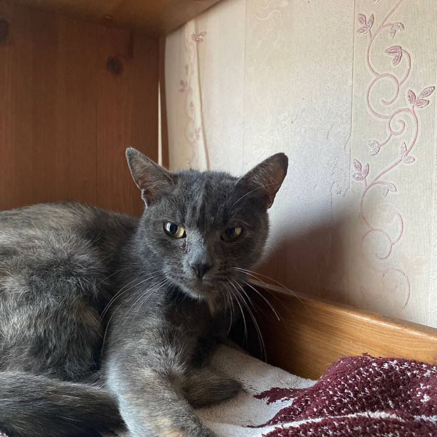 Кошка Эшли ищет добрых хозяев