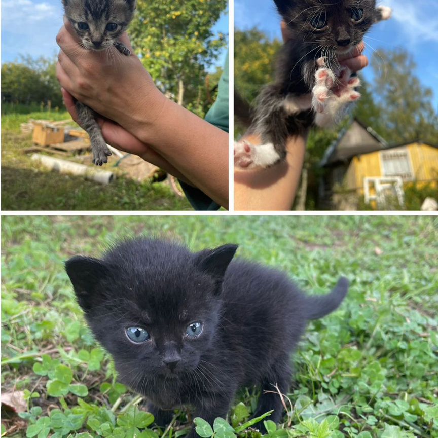 Котята в добрые руки бесплатно