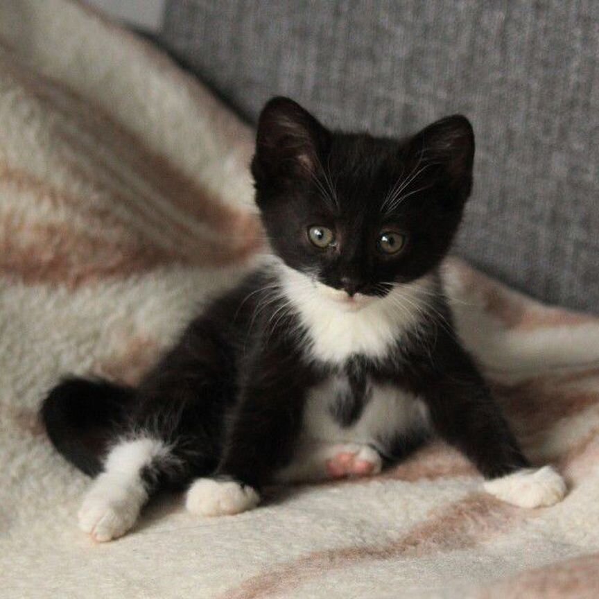 Котёнок в добрые руки