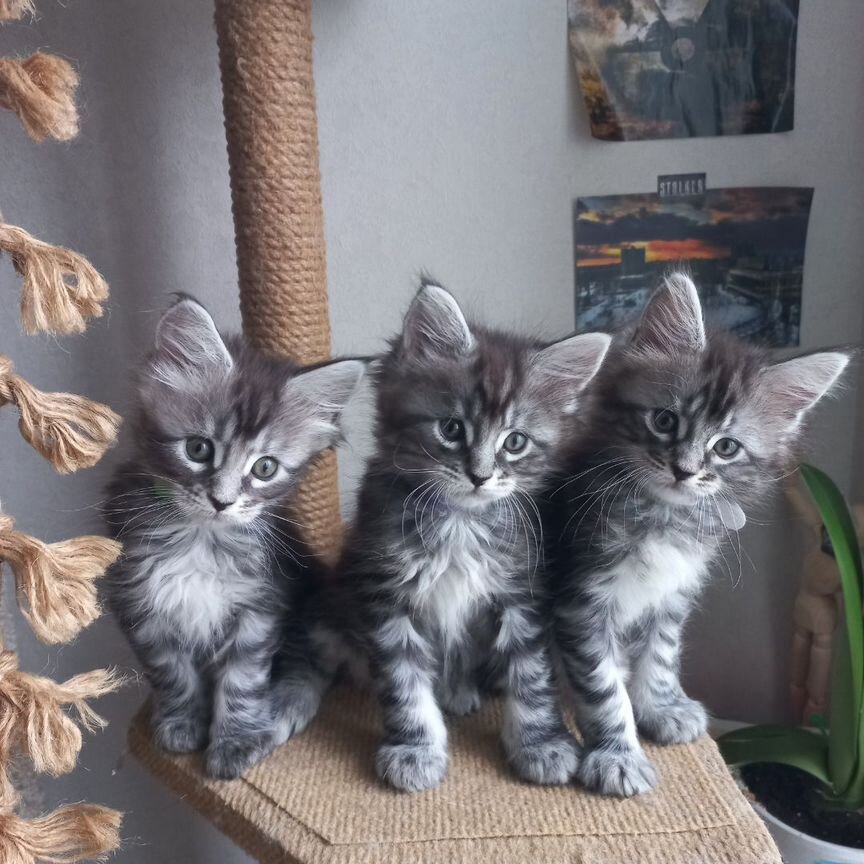 Котята мейн-кун
